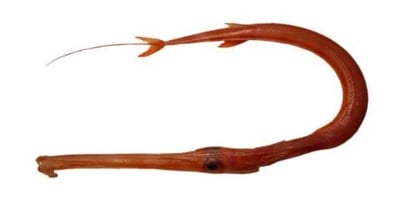 Red Cornet Fish : Buy online | freshtohome.com