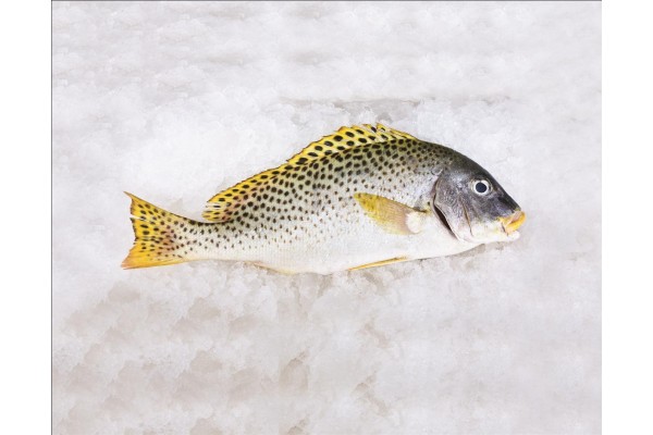 FreshToHome - Buy Fresh Fish Online