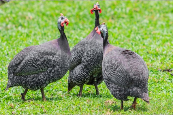 Poultry Products - Buy fresh Chicken & Duck