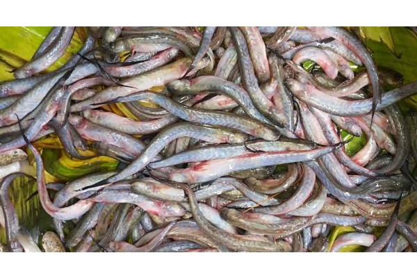 FreshToHome Home - Buy Fresh Fish, Chicken and Mutton Online.