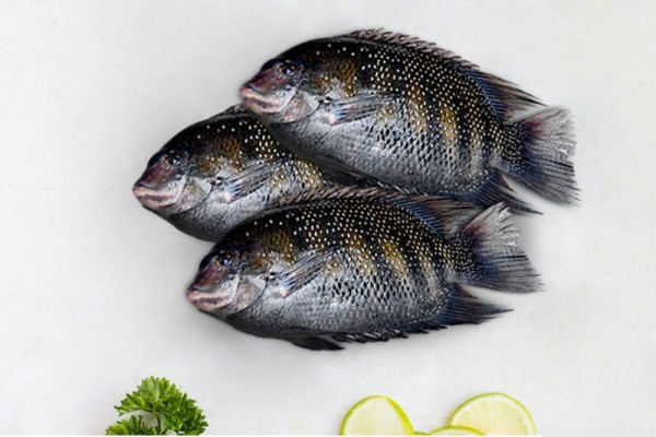 FreshToHome - Buy Fresh Fish Online