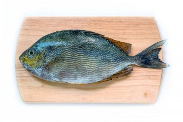 FreshToHome - Buy Fresh Fish Online