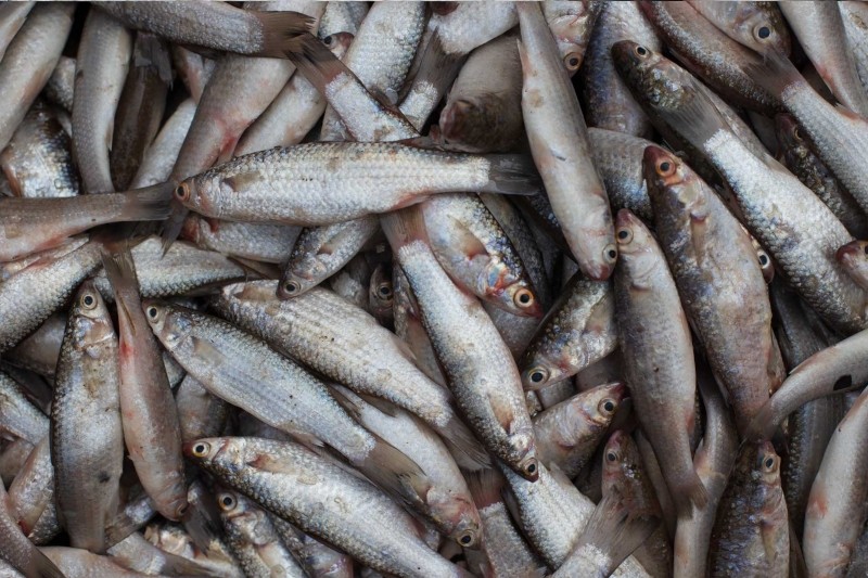 Kolkata Parshe Fish / পারশে / Shorda / Boi / Kanambu/ Pohala / Gold ...