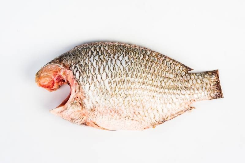 False Tilapia / Jalebi Fish (Large) - Whole Cleaned : Buy online ...