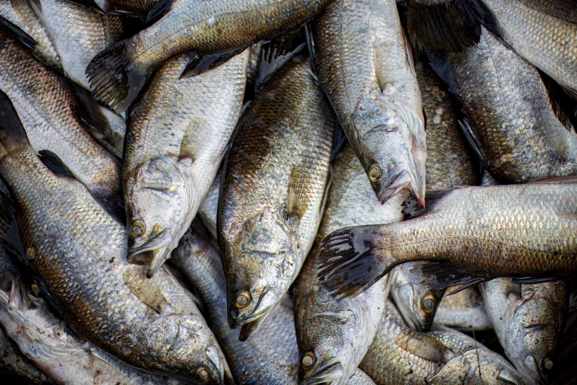 Small Bhetki / চারা ভেটকী / Barramundi / Asian Seabass (Kolkata ...