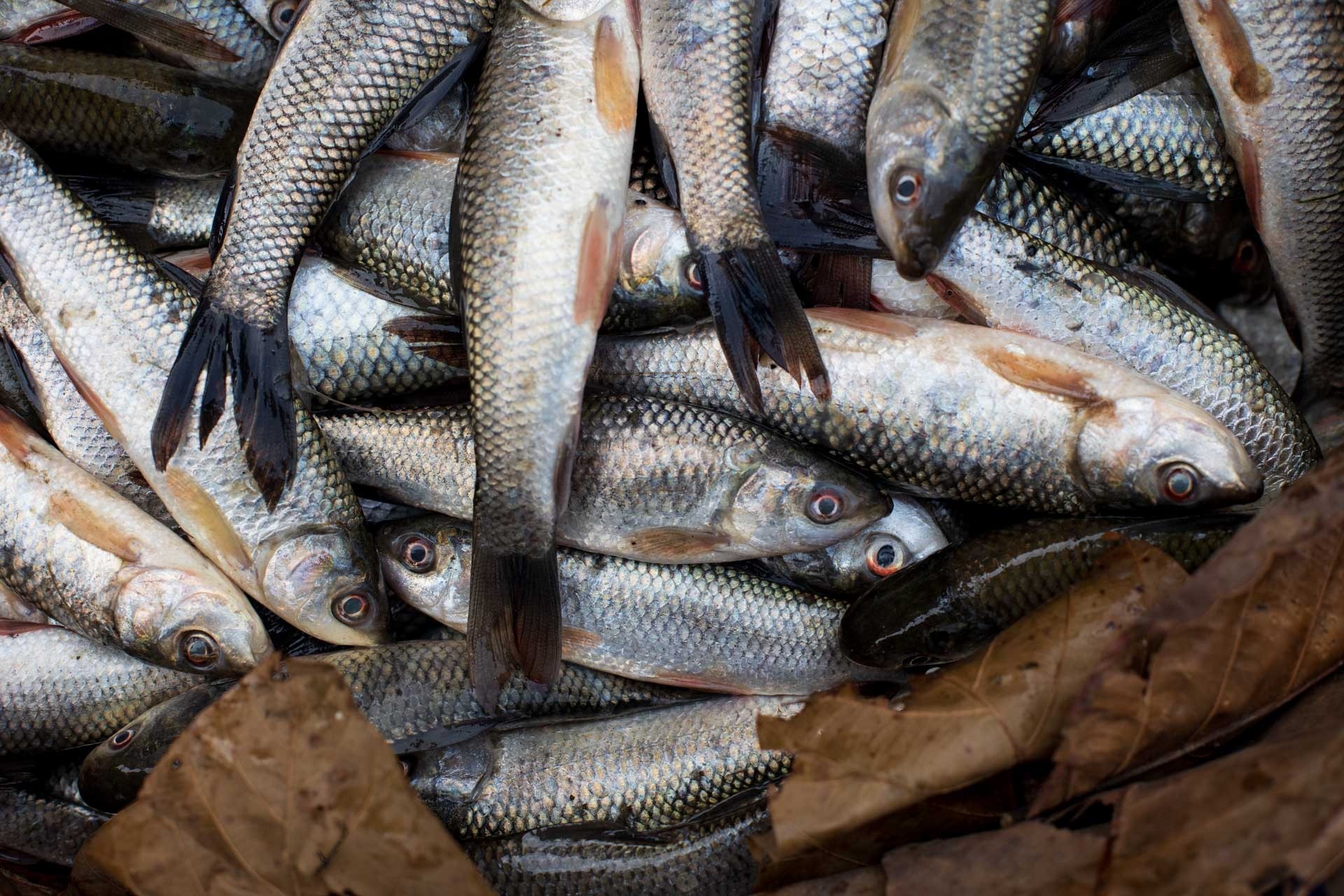 Chara Pona / Baby Rohu : Buy online | freshtohome.com