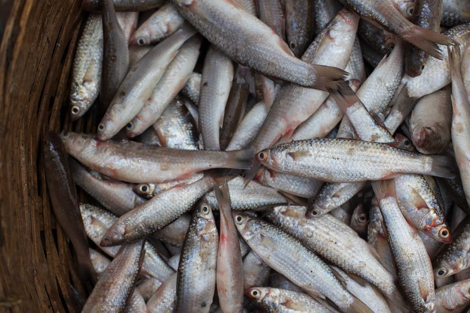 Kolkata Parshe Fish / পারশে / Shorda / Boi / Kanambu/ Pohala/ Gold Spot ...