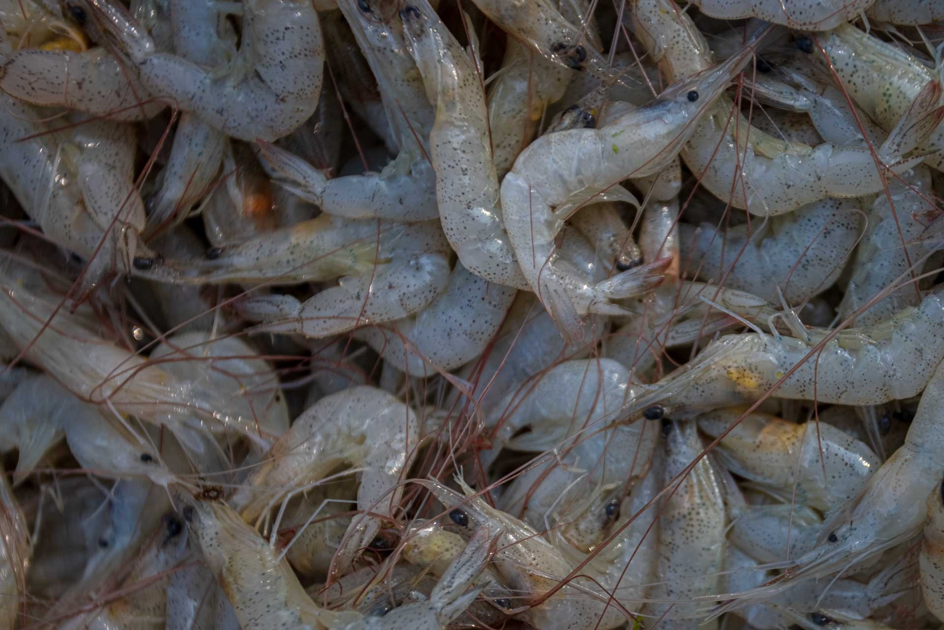 Desi Tiny White Prawns / Small Prawn/ Lau Chingri (Shell can be eaten ...