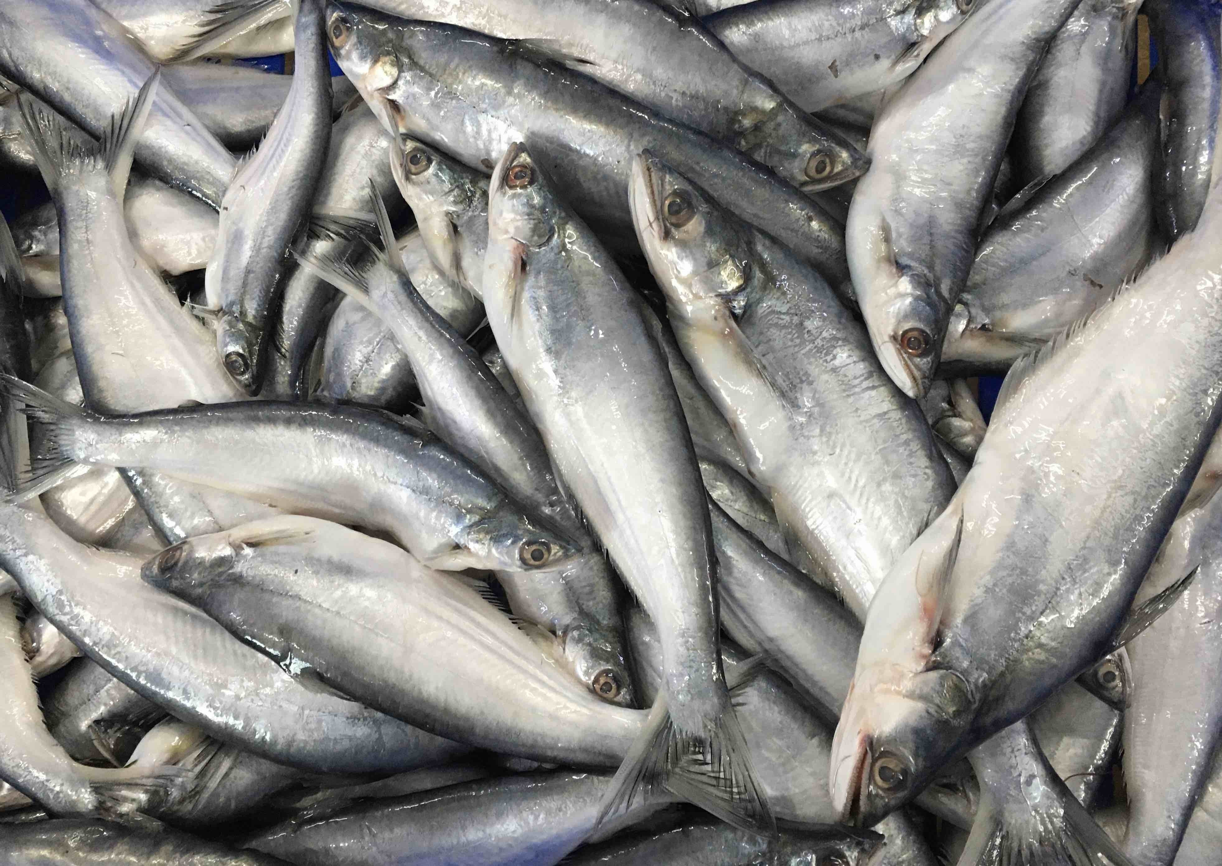 **Rare** Bacha/ বাচা/ Eutropiichthys vacha - Whole Cleaned, Gutted ...