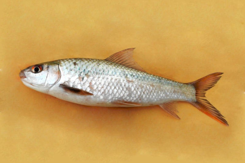 Bata Fish : Buy online | freshtohome.com