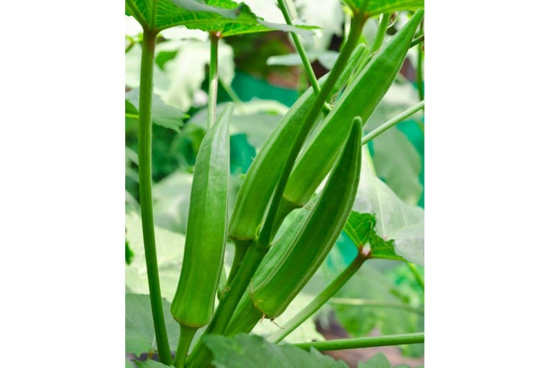 Bhendi : Buy online | freshtohome.com