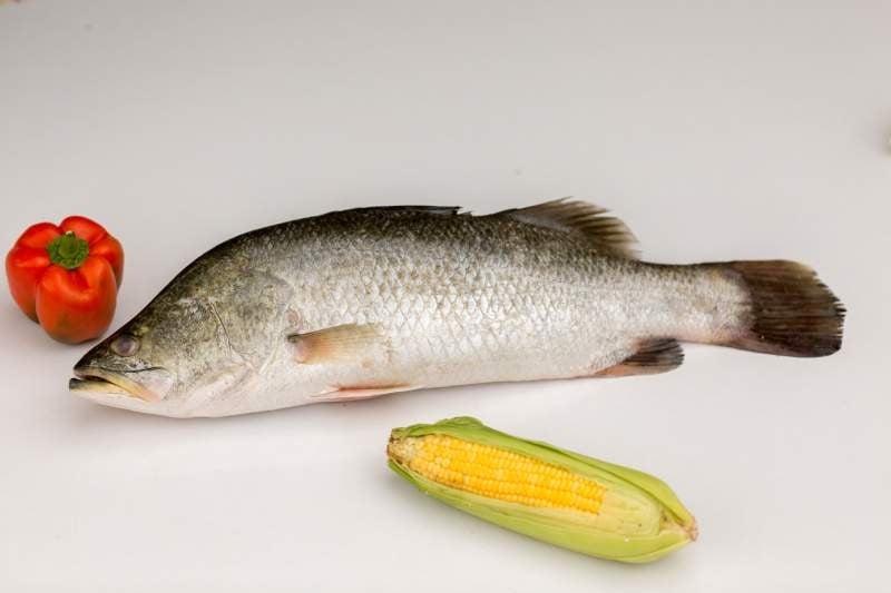Lake Bhetki /ভেটকী/ Barramundi / Asian Seabass / Kalanji : Buy online ...
