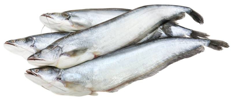 Boal Fish / Attu Vaala / Malli : Buy online | freshtohome.com