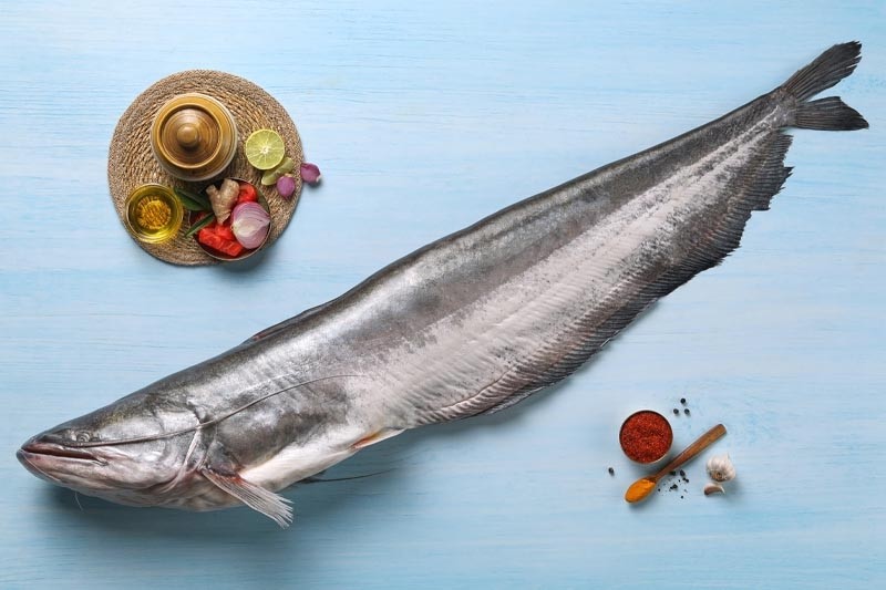 Boal Fish / Attu Vaala / Malli - Whole : Buy online | freshtohome.com