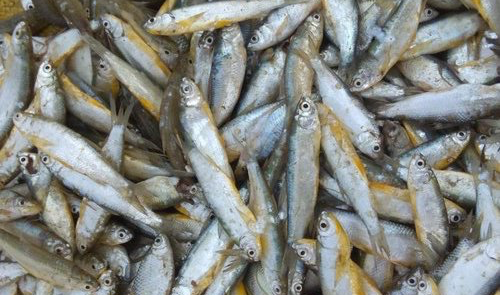 **Exclusive** Boroli / Barilius barila - Whole Cleaned (330 to 350g ...