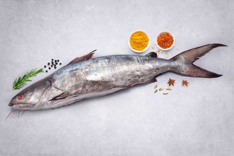 Marine Catfish/Etta Koori : Buy online | freshtohome.com