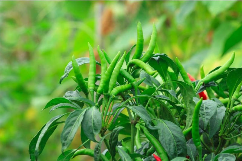 Green Chilli : Buy online | freshtohome.com