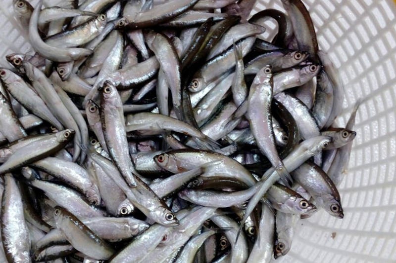 Chilwa / Chela / চেলা (Whole only - Small) : Buy online | freshtohome.com