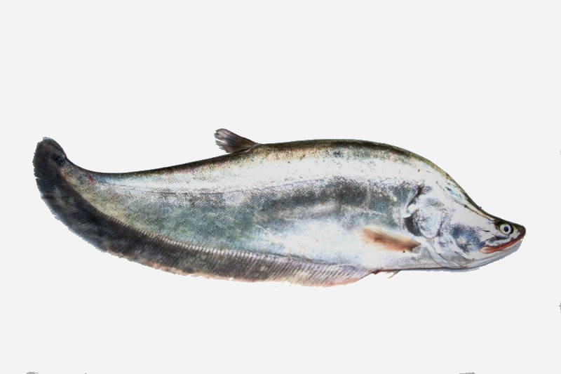 Chitol / চিতল/ চেতল / Chitala / Knifefish - Whole : Buy online ...