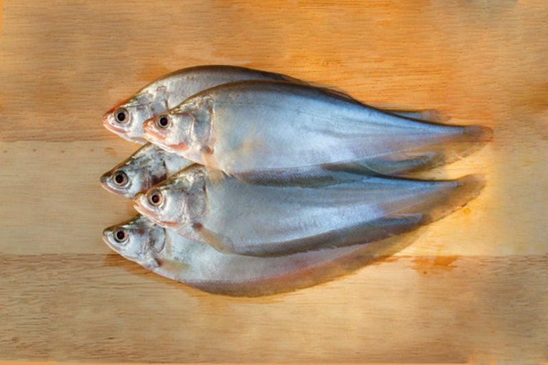 Chitol / Chitala / Knifefish (Small) : Buy online | freshtohome.com