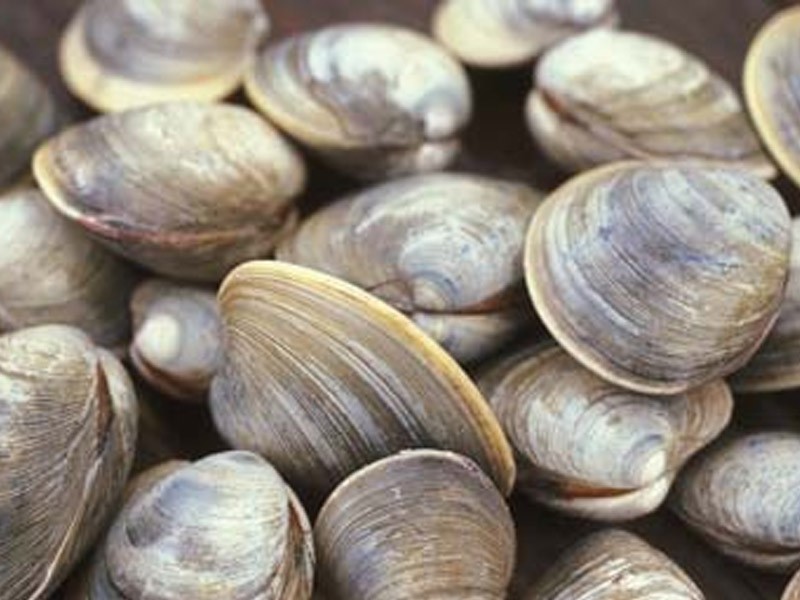 Clam / ಬೆಳಚು Whole : Buy online | freshtohome.com