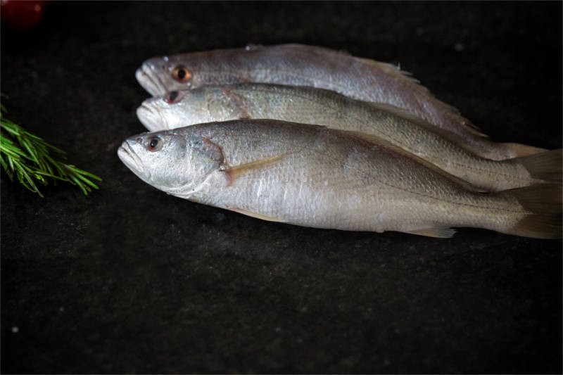 Silver Croaker / Kora / Ghol Fish (Large) : Buy online | freshtohome.com
