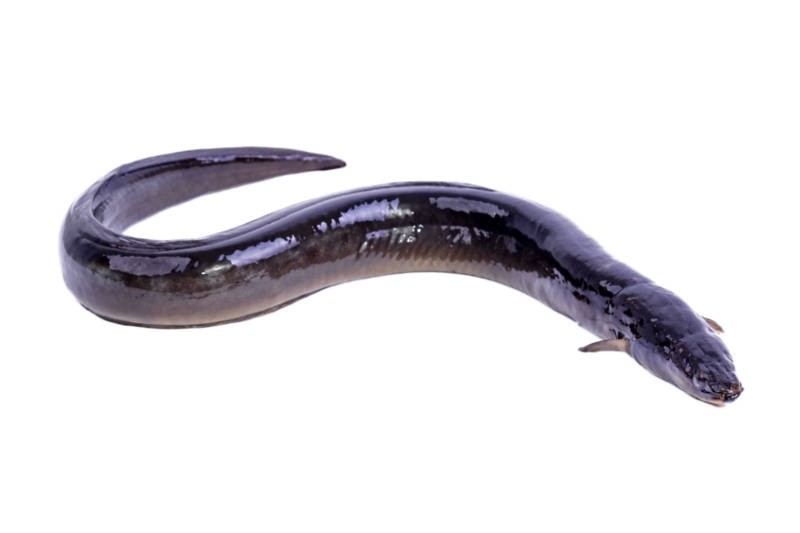 Eel / Mananjil : Buy online | freshtohome.com