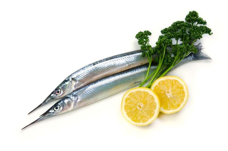 Freshwater Garfish / Kayal Kolan (Extra Small) : Buy online ...