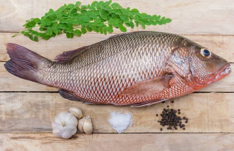 Freshwater Red Snapper / Chempalli - Whole : Buy online | freshtohome.com