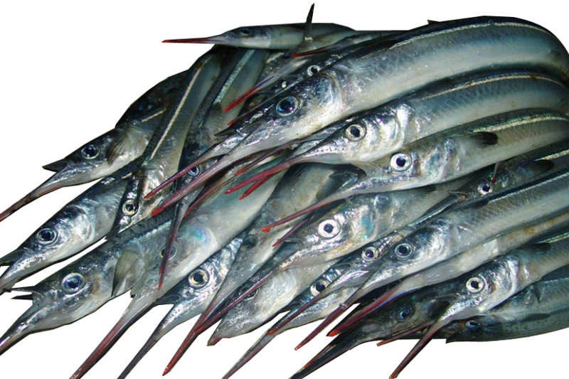 Garfish / Kola (Large) - Whole : Buy online | freshtohome.com
