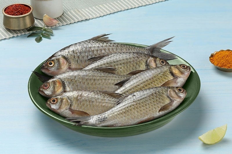 Paral / Giant Danio : Buy online | freshtohome.com