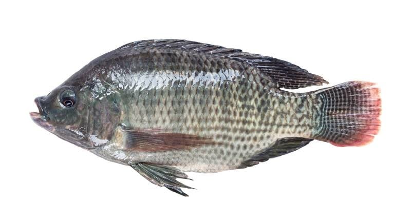 Gift Tilapia : Buy online | freshtohome.com
