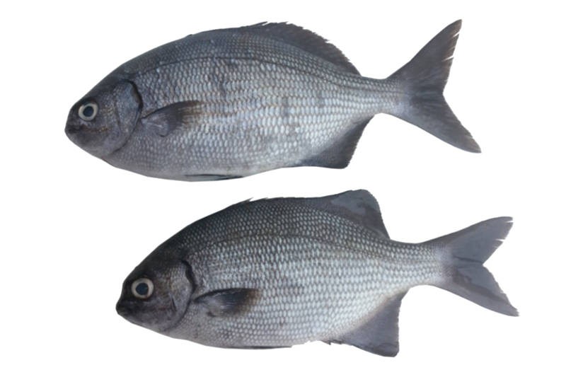 Gray Snapper : Buy online | freshtohome.com
