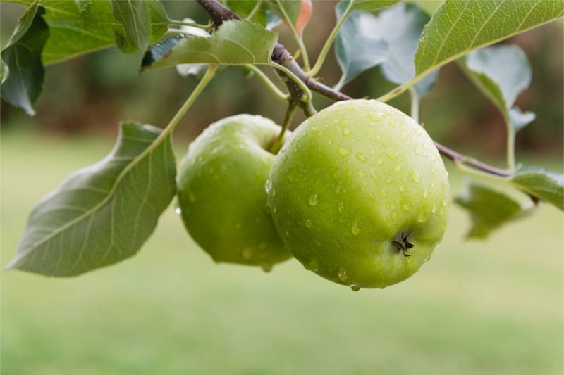 Apple Granny Smith / Green Apple : Buy online | freshtohome.com