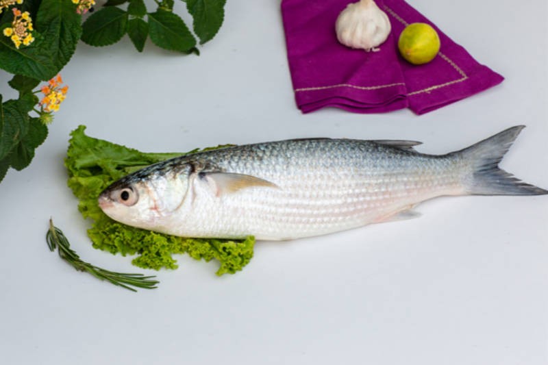 Grey Mullet / Thirutha : Buy online | freshtohome.com