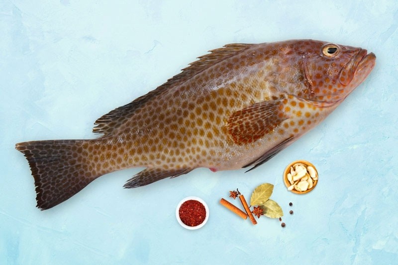 Kerala Grouper / Reef Cod / Kalava / ಕೊಲಜಿ (Large) - whole : Buy online ...