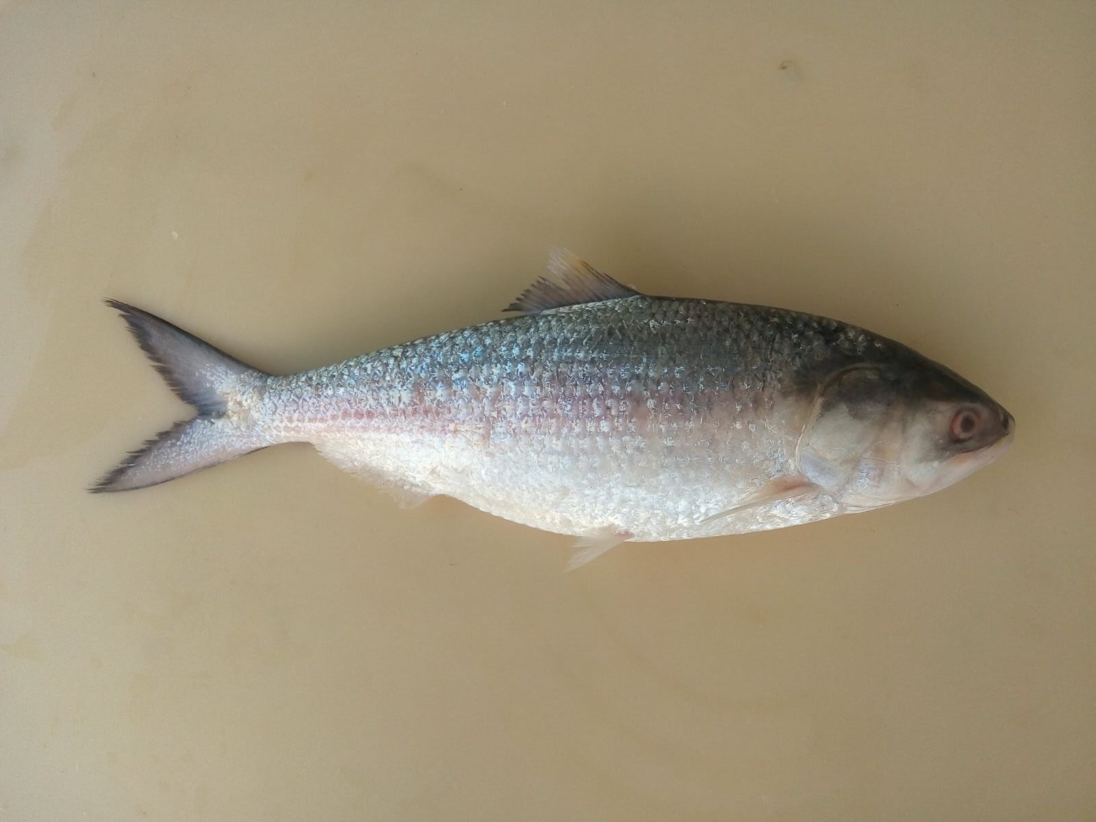 Hilsa / Ilish : Buy online | freshtohome.com