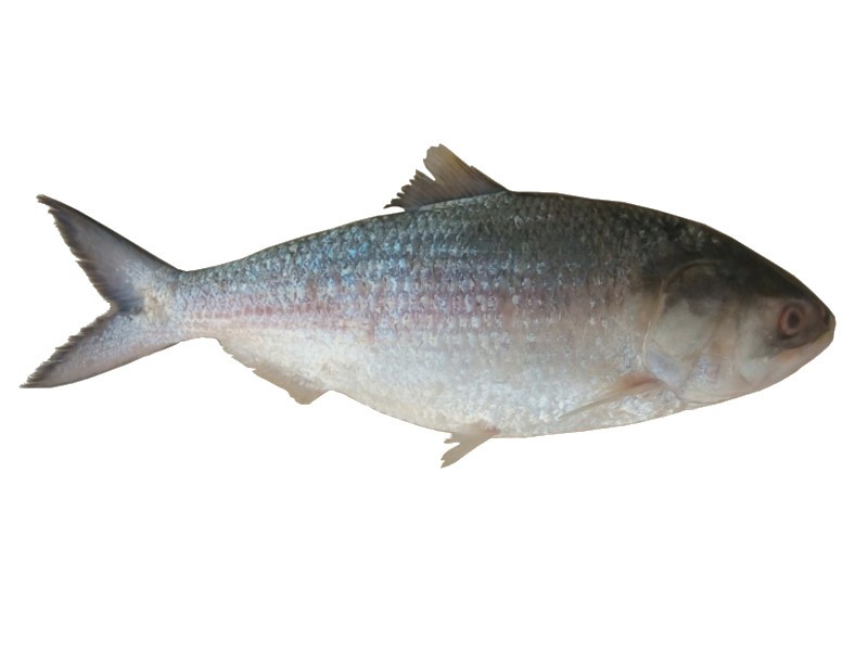 Hilsa / Ilish (150g to 300g) - Whole : Buy online | freshtohome.com