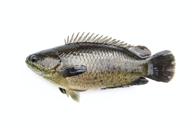 Premium Climbing Perch / Koi / Karoop from FreshToHome Farms - Whole ...