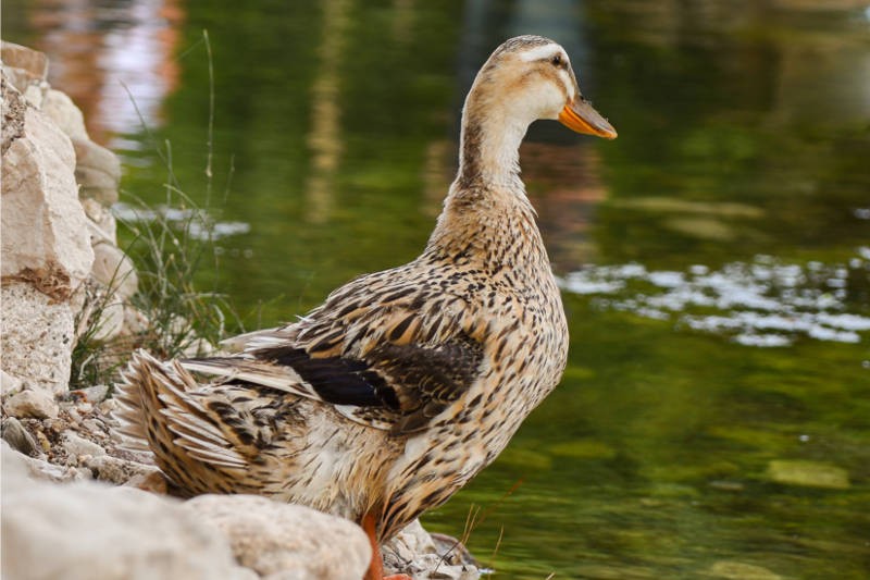 Premium Kuttanadan Duck Dressed with Tasty Skin Small (1pc Bird/Pack ...
