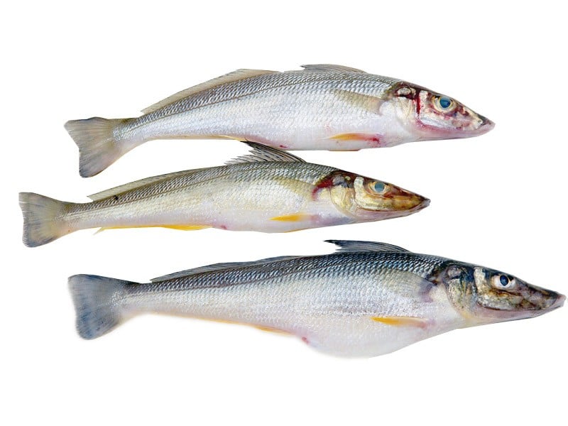 Lady Fish / Kane / Silver Whiting (Small) - Whole : Buy online ...