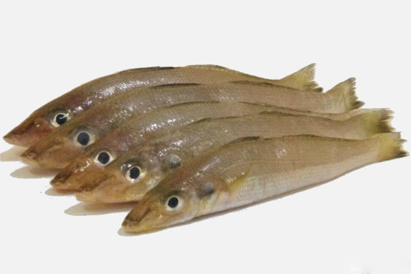 Lady Fish / Kane / Silver Whiting (Small) - Whole : Buy online ...
