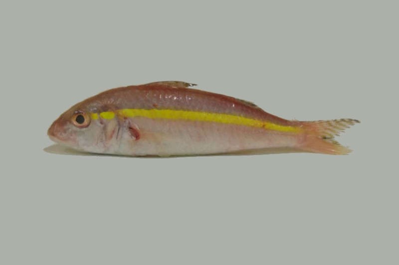 Striped Pink Perch / Varayan Kilimeen : Buy online | freshtohome.com