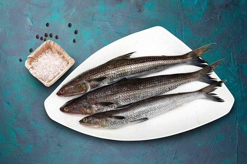 Kada Varaal / Lizard Fish : Buy online | freshtohome.com