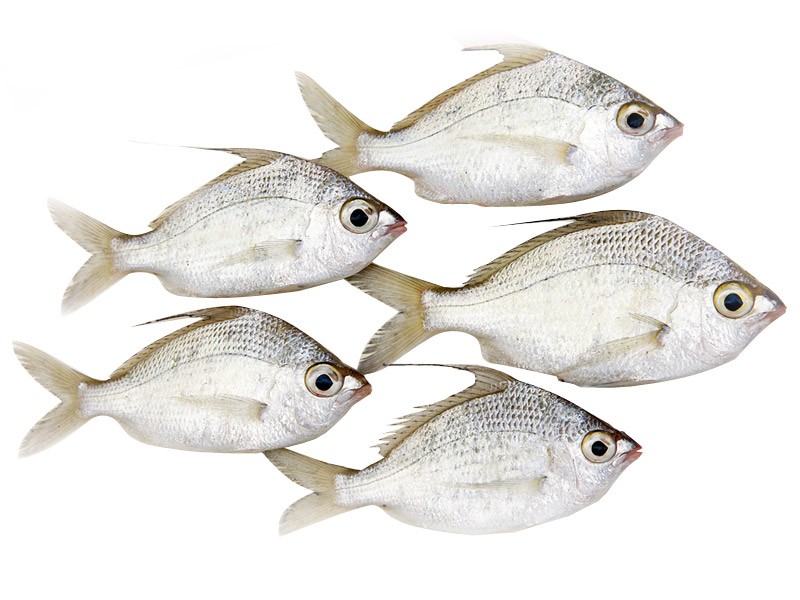 Long Rayed Silver Biddy / Pranjil - Whole : Buy online | freshtohome.com