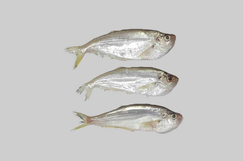 Malabar Thryssa / Manangu - Whole : Buy online | freshtohome.com