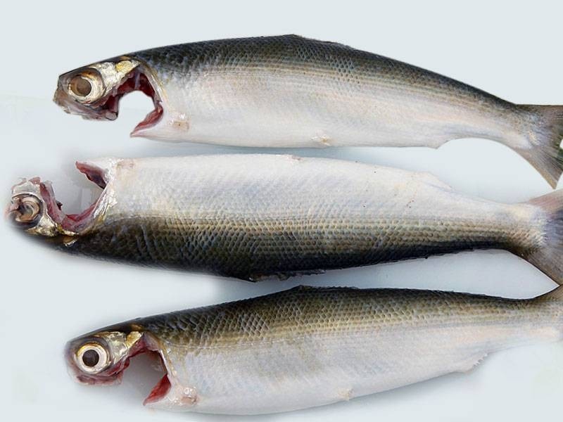 Marine Milk Fish / Poomeen (Medium) - Whole Cleaned : Buy online ...