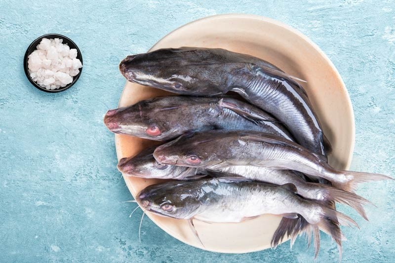 Small Aar / Premium Long Whiskered Catfish : Buy online | freshtohome.com