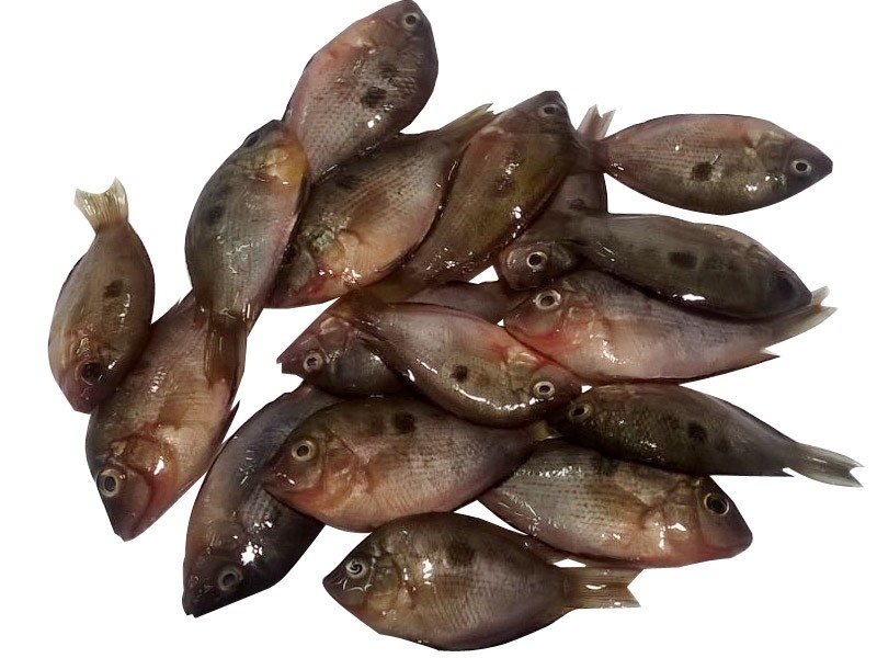 Kerala Orange Chromide / Pallathi / Pathipootta (Small & Crunchy ...