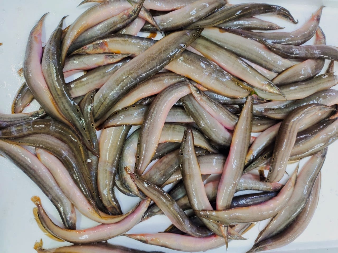 **Exclusive** Desi Pakal/ পাঁকাল/ Baan / Bengal eel : Buy online ...